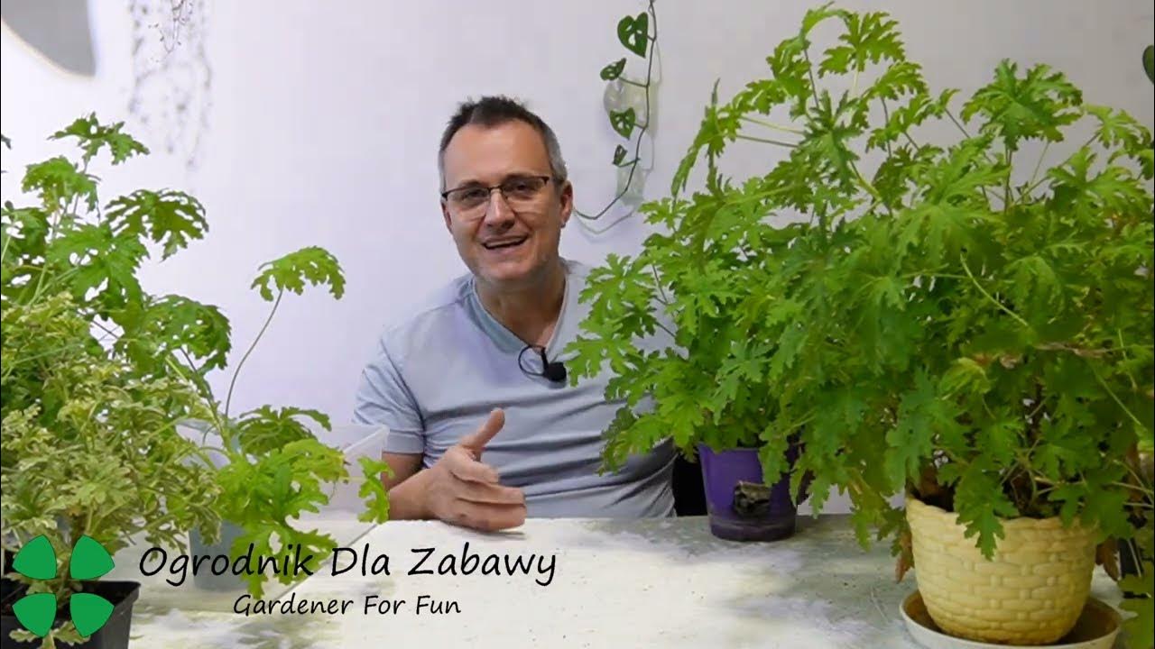 105. Geranium, Anginka, Pelargonia Pachnąca - jak rośnie, jak ją zagęścić i bezpiecznie ...