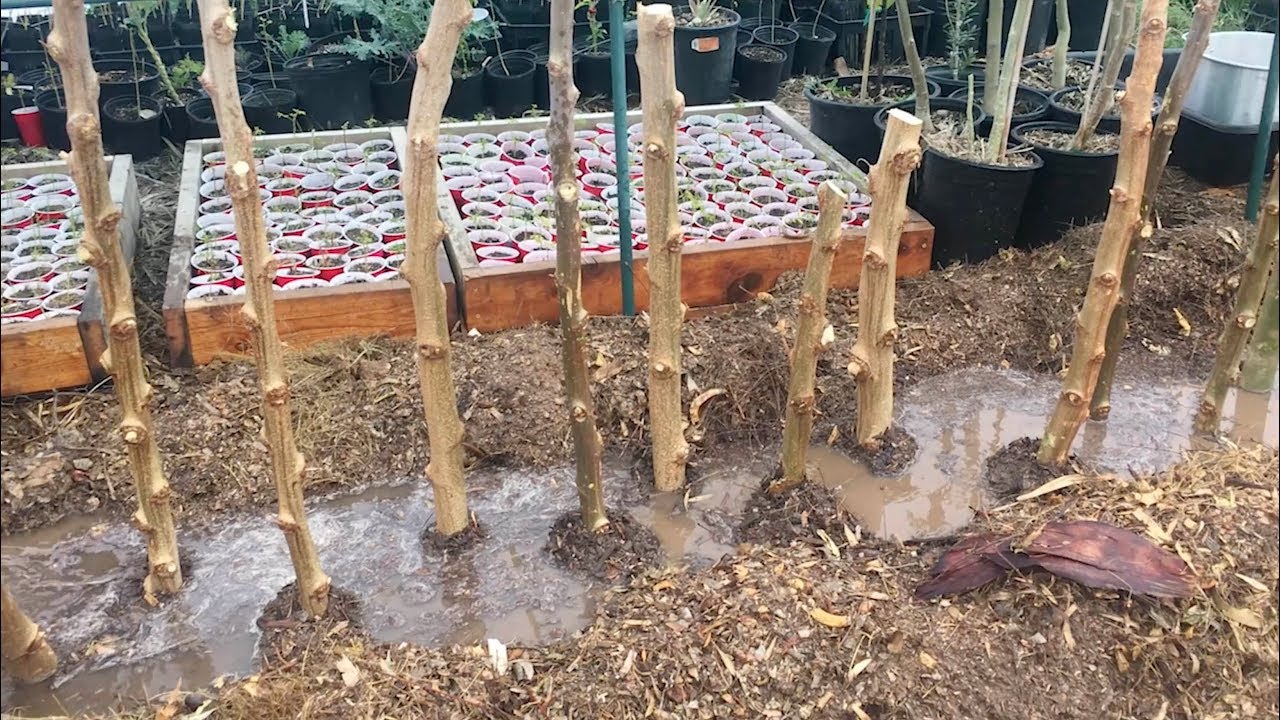 Ep155 - Planting 29 Moringa Cuttings - YouTube