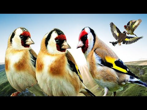 Tüm ötücü kuşları harekete geçirmek için hibrit dikizleme, saka kuşu ve kanarya