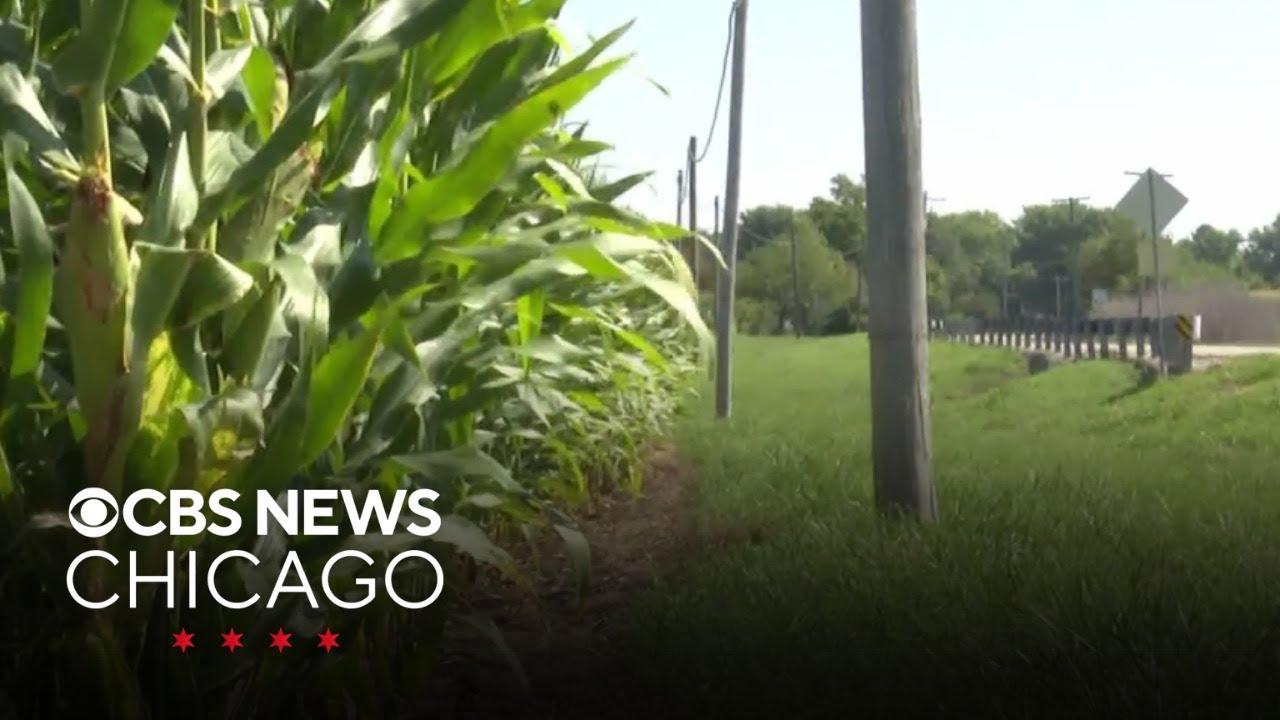 Corn sweat is making severe humidity even worse in Illinois - YouTube