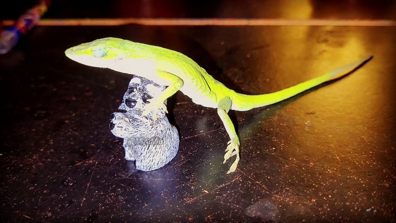 Cute Funny Green Anole and Brown Anole Lizards EP2 - YouTube
