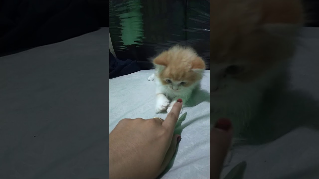 Perkembangan kucing kecil dan gembul - YouTube