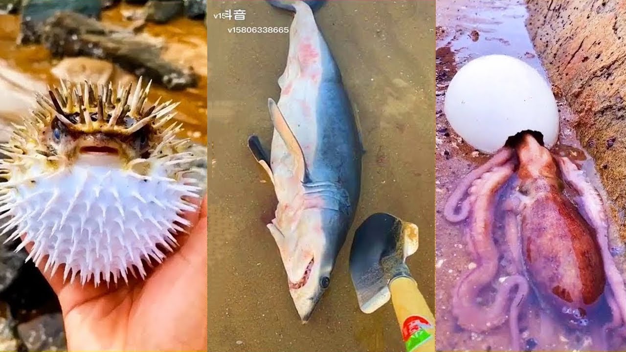 Best Fishing Video 🐟 Catching Seafood (Catch Crab, Catch Fish, Deep Sea ...