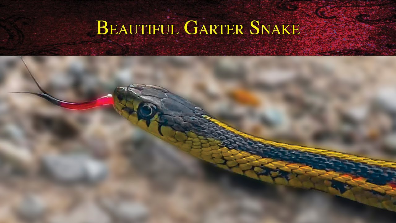 Beautiful Garter Snake on the Fairfield Trails in Iowa - YouTube
