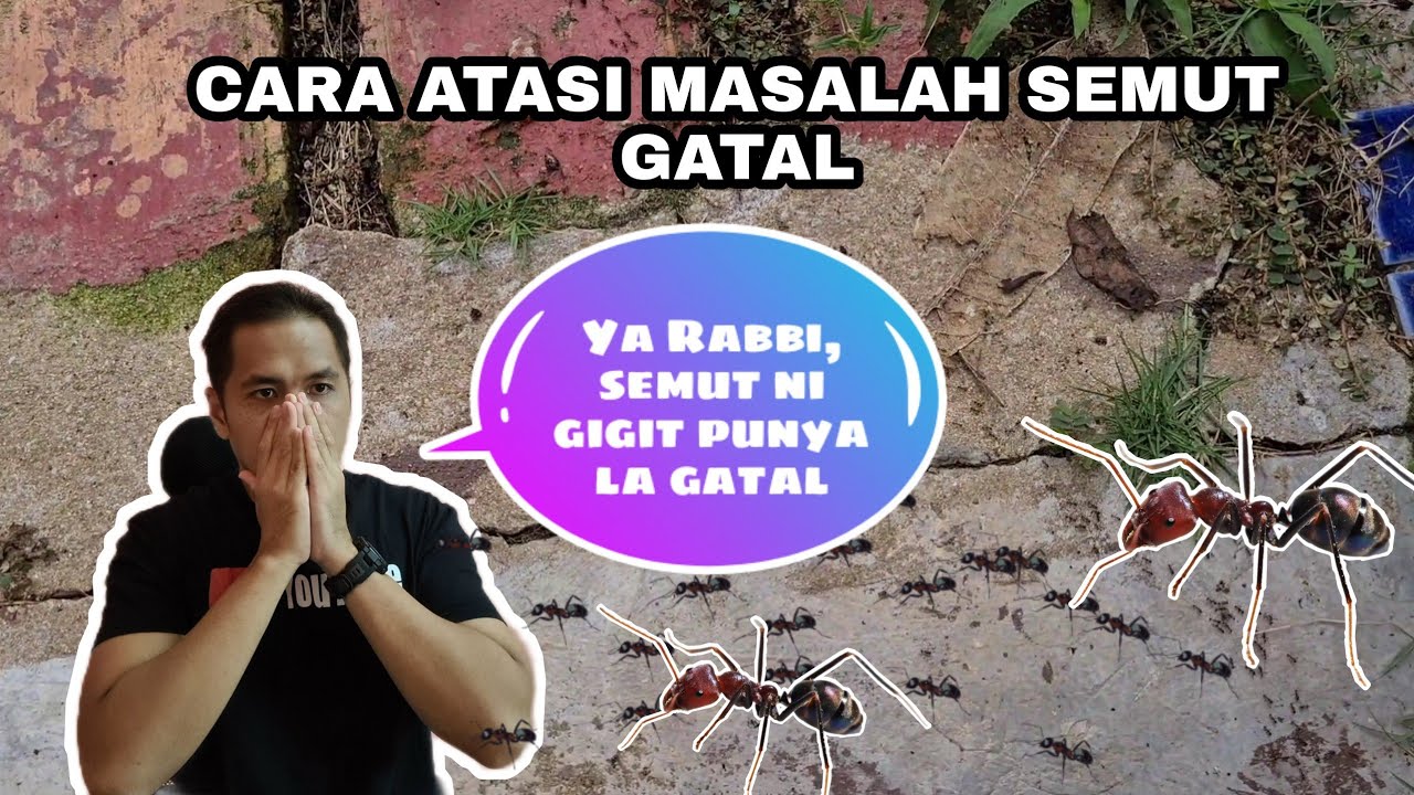 Cara halau semut gatal di rumah - YouTube