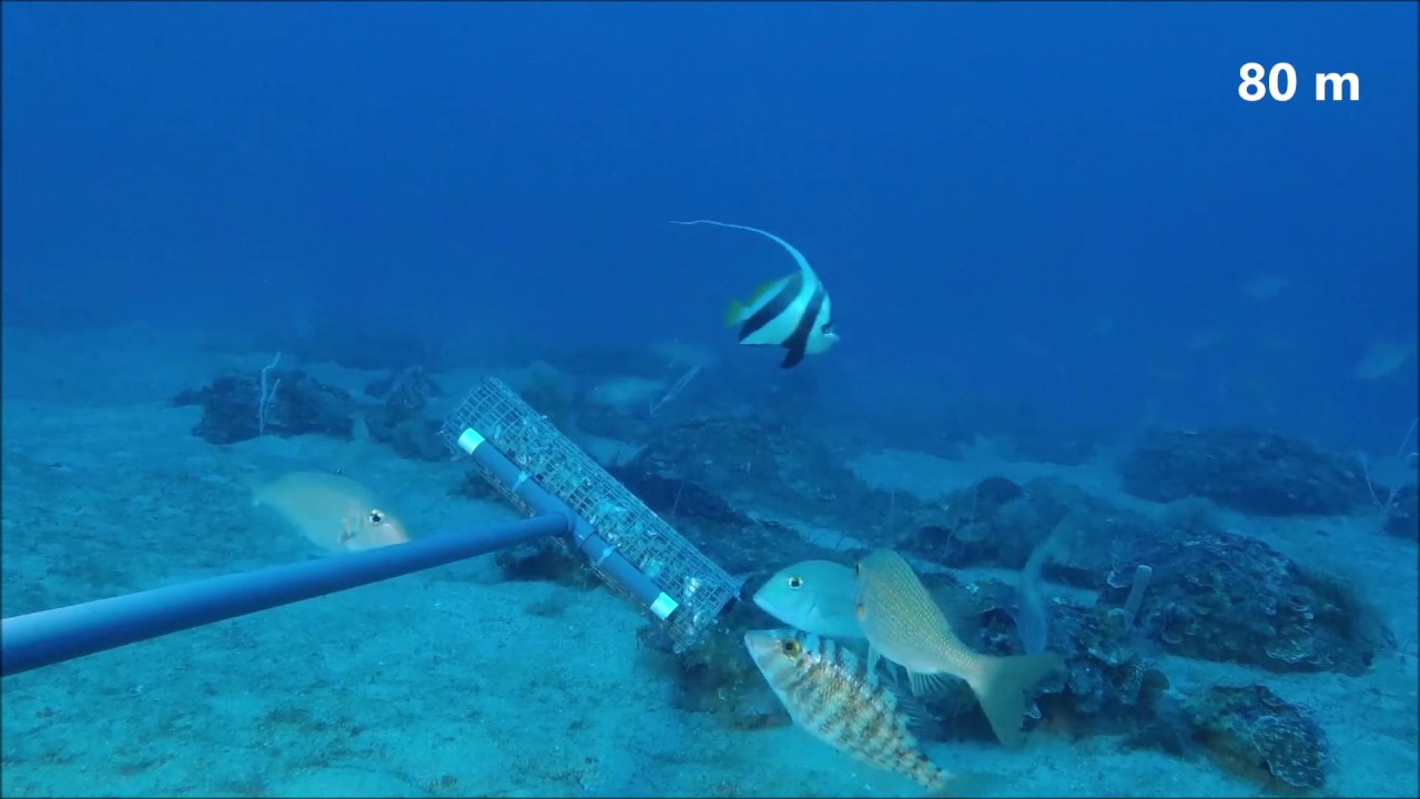 Using stereo-BRUV to sudy fish communities along depth gradients - YouTube