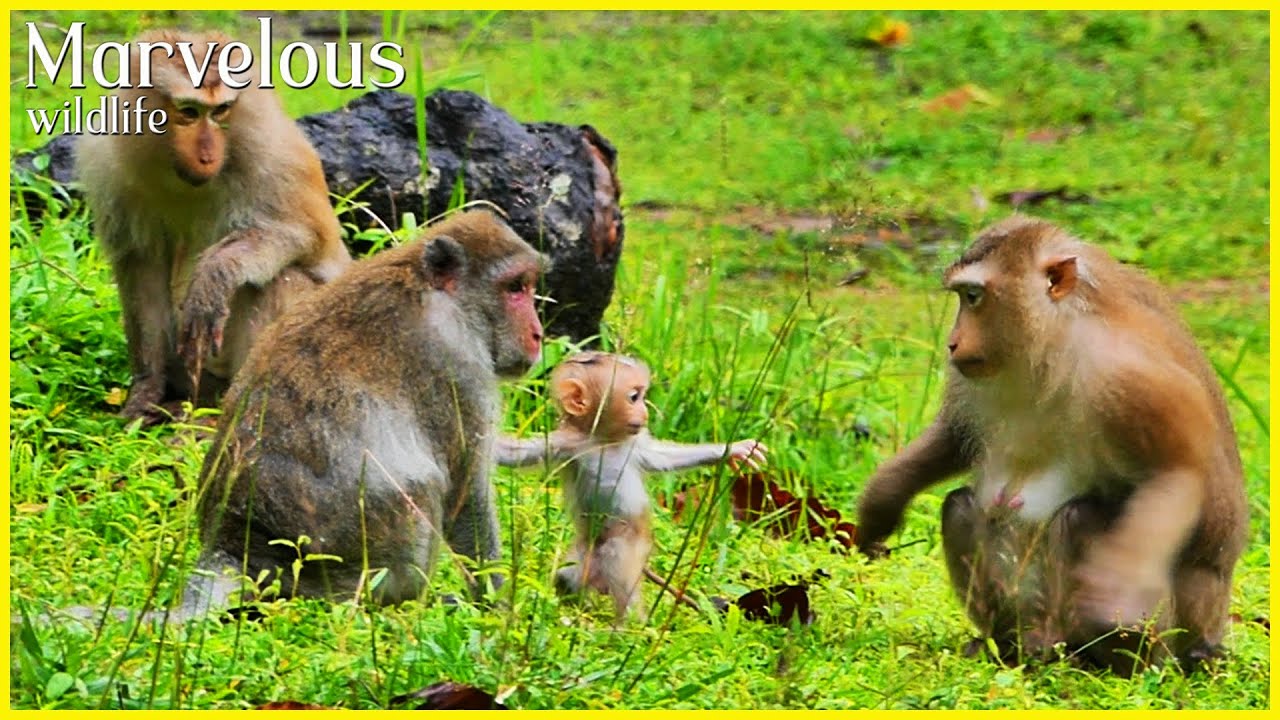 Lol..., Momma Rose keeps baby Robin approaching old Jane to introduce, Jane's family - YouTube