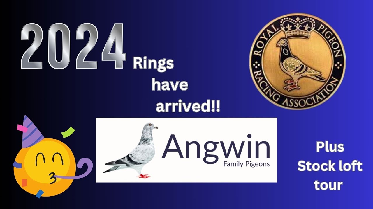 Angwin Family Pigeons 2024 RPRA Rings Have Arrived + Stock loft Tour ...