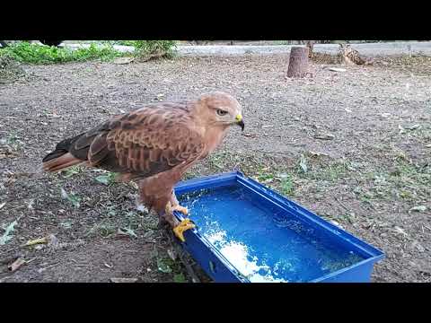 Ястреб канюк переленял , буду выпускать 🦅🦅🦅 Пьют  ли воду хищные птицы ??? 🦧🦧🦧