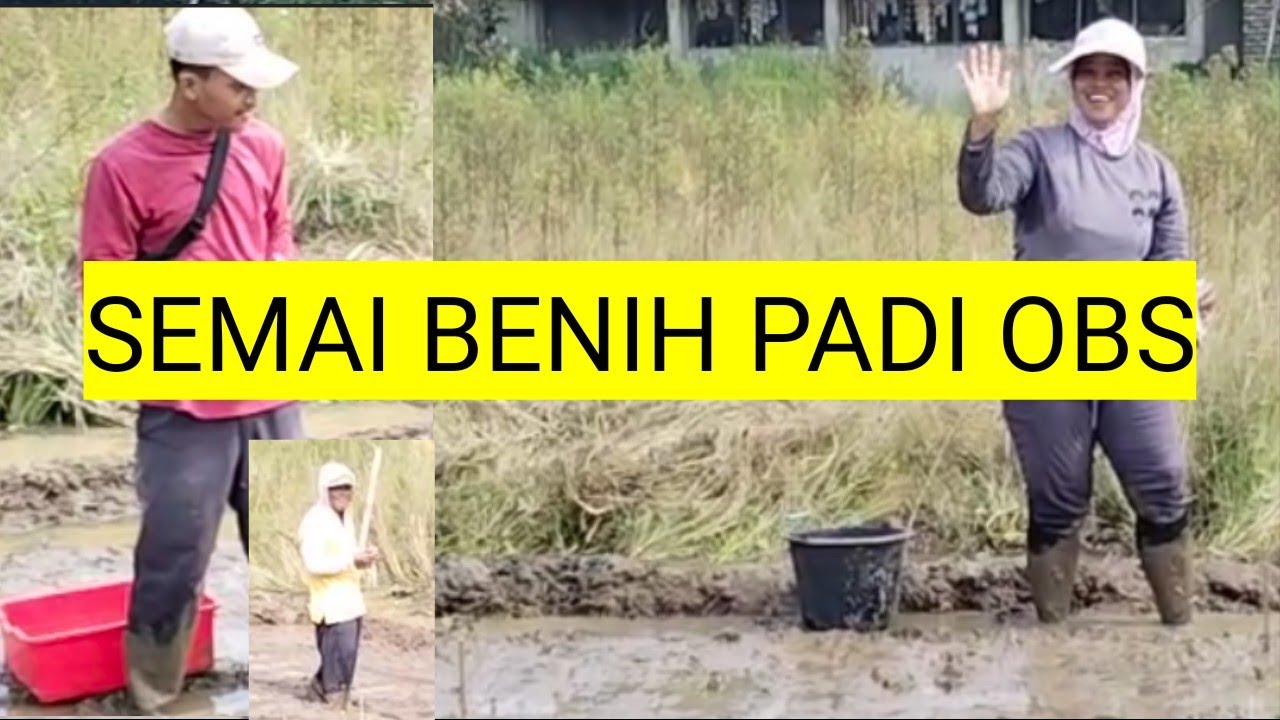 Tanam Benih Padi Sumber | Untuk Persilangan - YouTube