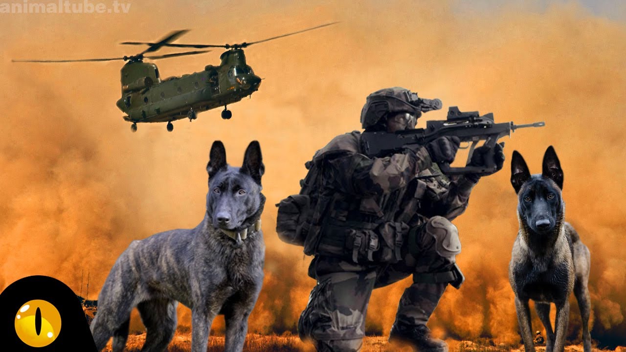 These are 10 Top Grade Police and Military Dog Breeds - YouTube