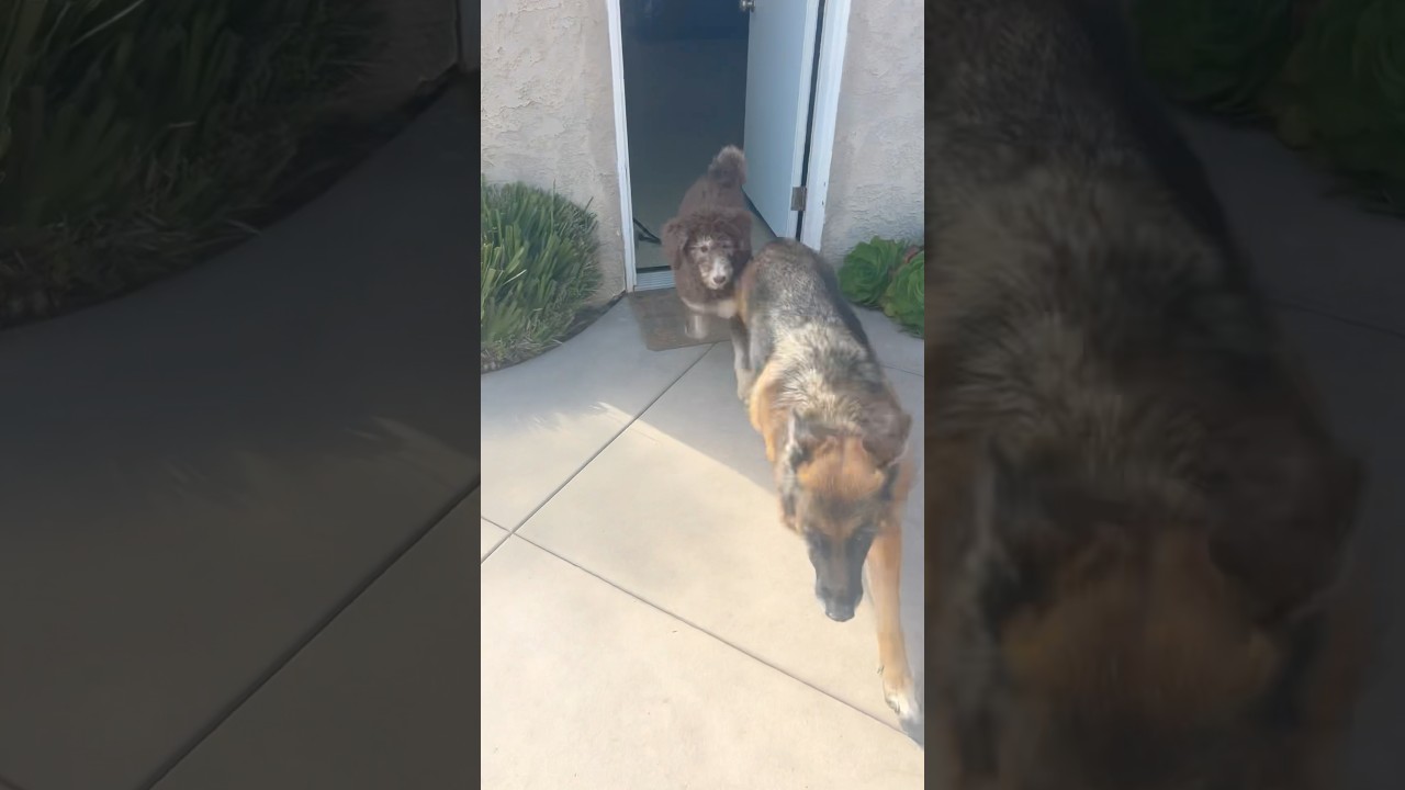 German shepherd helping puppy learn recall on the 1st session # ...