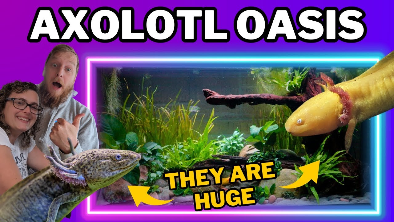 Creating an AXOLOTL aquascape for our FOUR underwater salamanders - YouTube