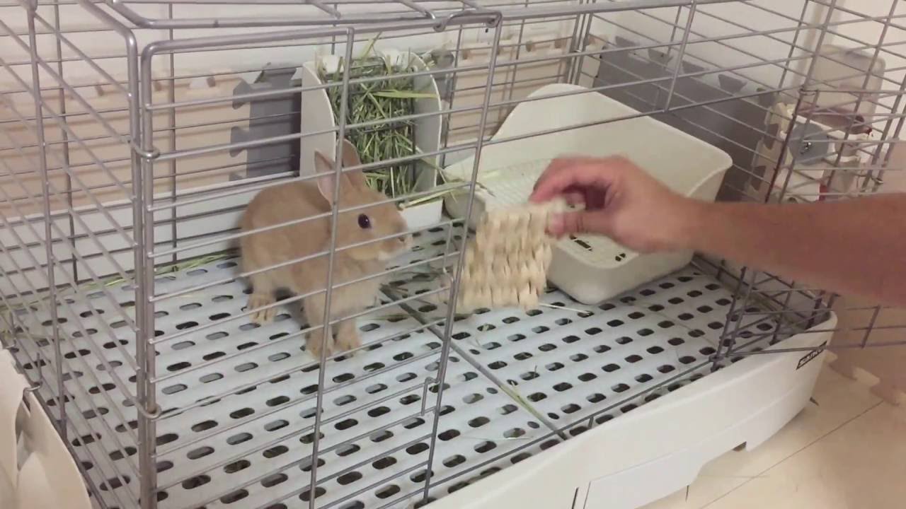 あなたは本当にうさぎなの？ボン二郎 Play with a bunny like a dog.Bonji rabbit - YouTube