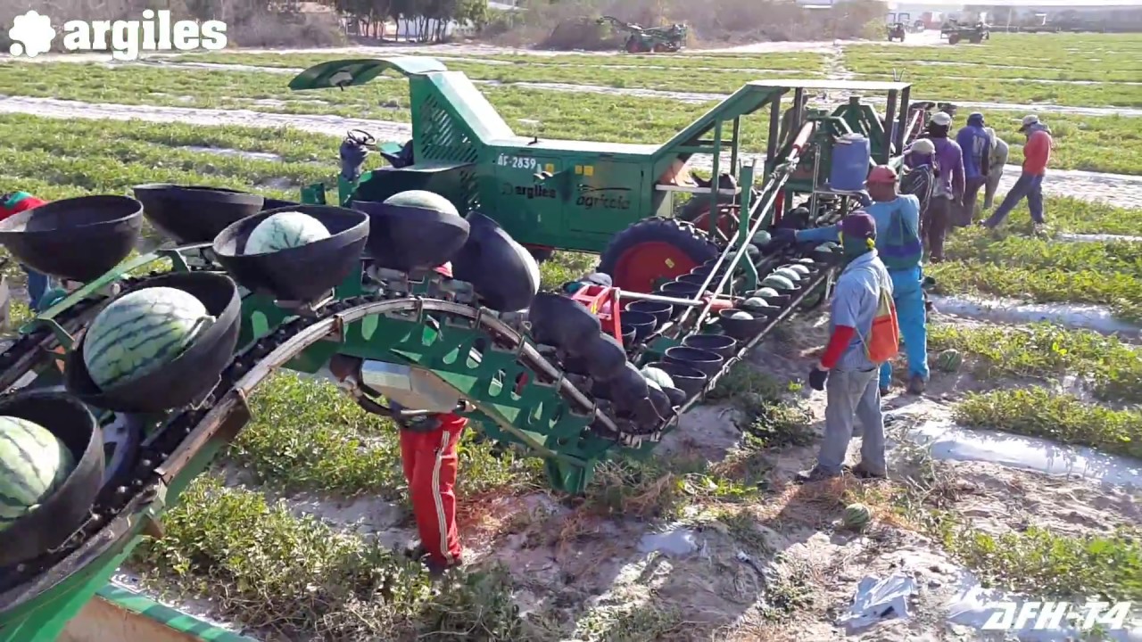 Melon Harvesting Equipment Blueberry Harvesting Machine | FineField