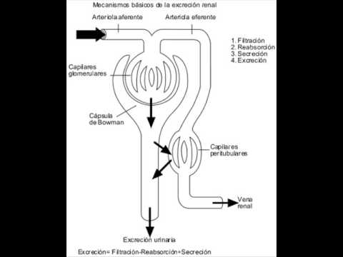 La formación de la orina - YouTube
