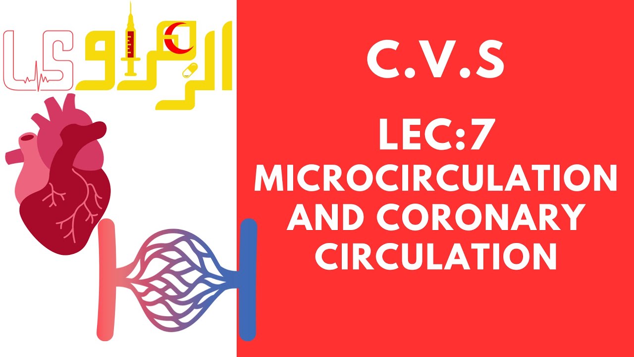 CVS 7th lec: microcirculation and coronary circulation - YouTube