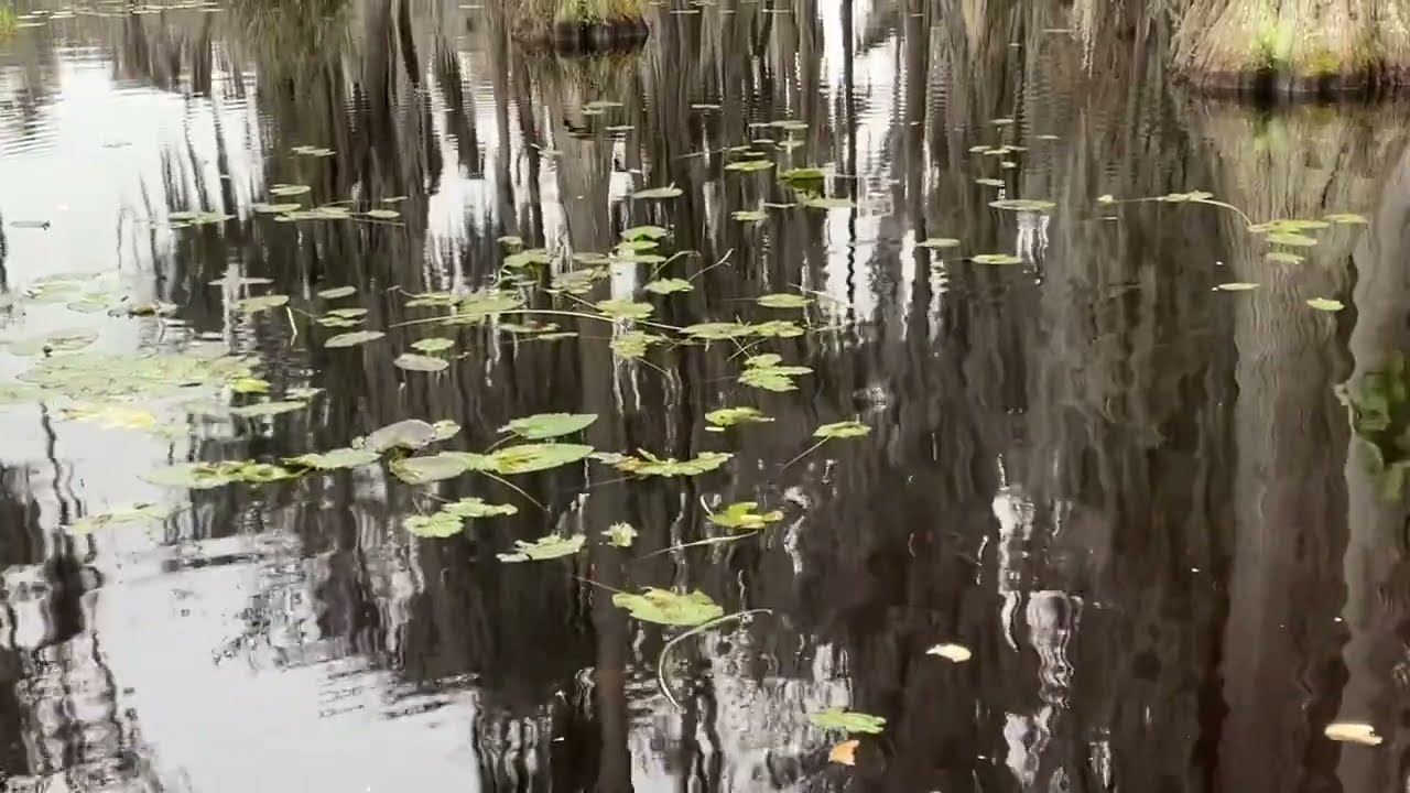 Florida hassa/catfish/cascadoo#catfish#brenlakelife# - YouTube