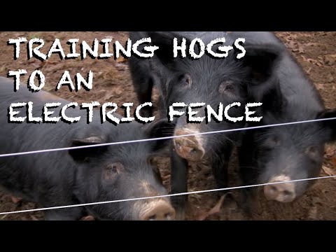 Training and Farrowing Pen for Hogs - The FHC Show, ep 43