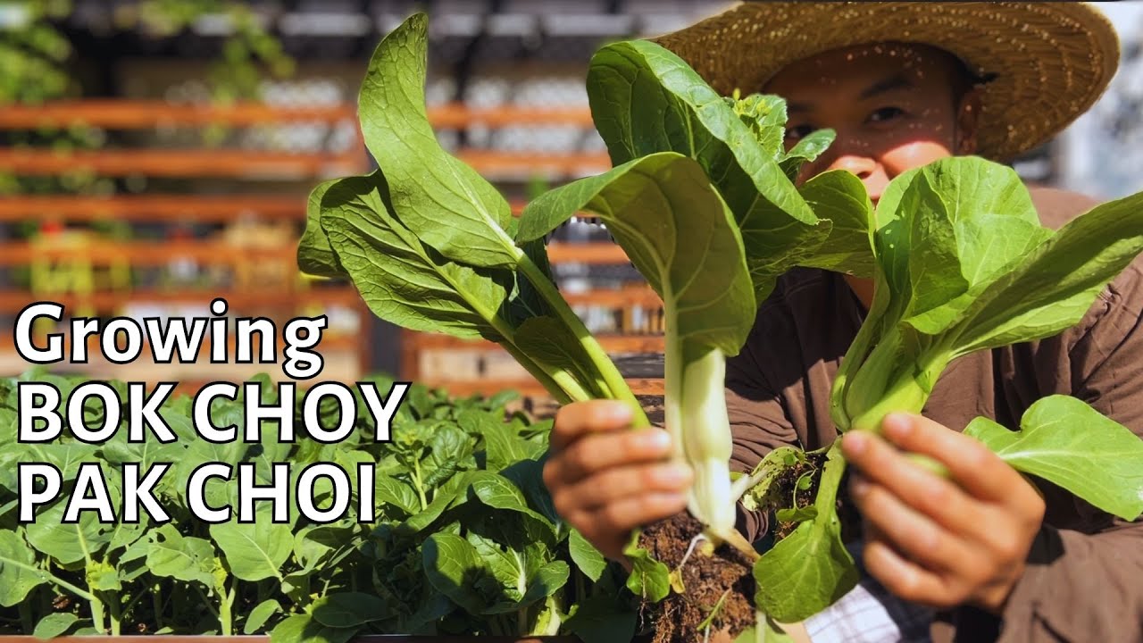 harvesting bak choy, pak choi. how to grow bak choy. - YouTube