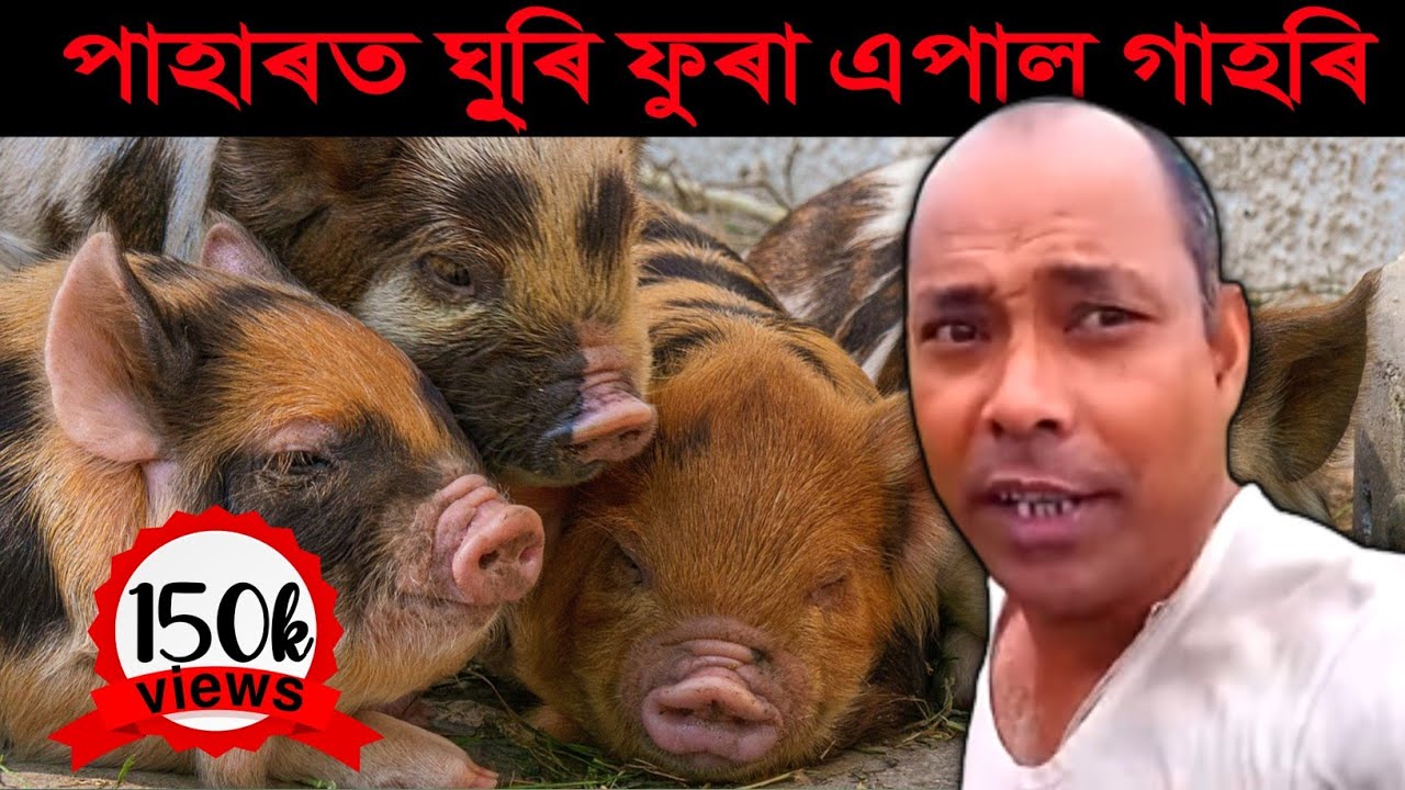 পাহাৰত ঘুৰি ফুৰা এপাল গাহৰি | Pig farm | Pig farm in assam | Assam pig ...