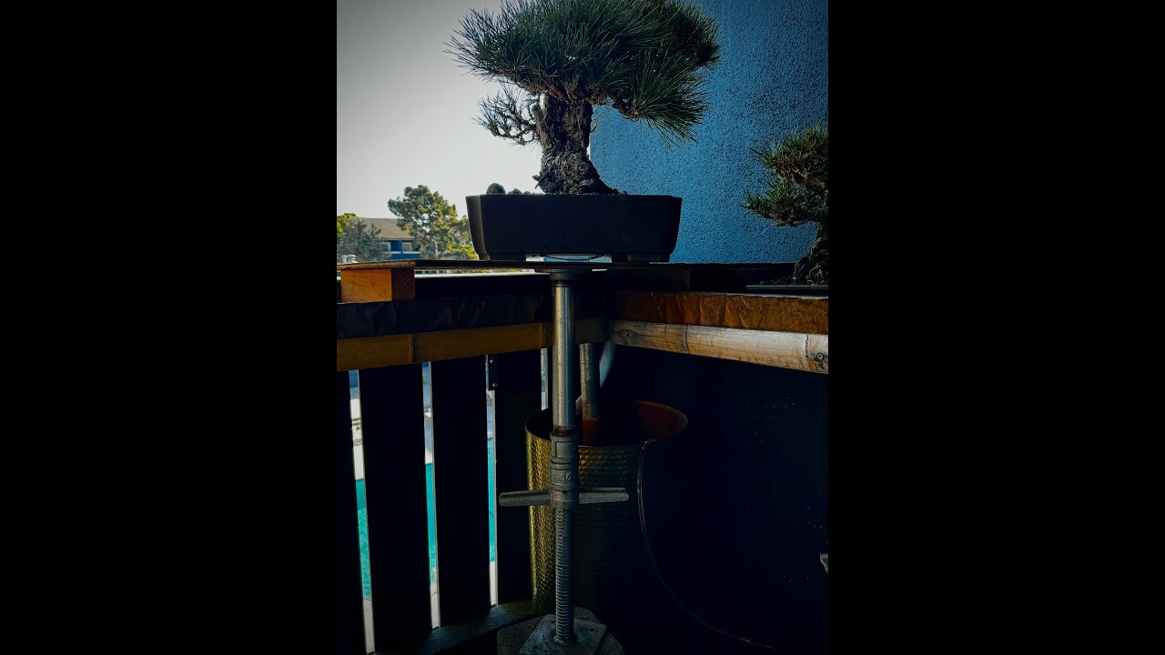Patricia O'Connor, The Bonsai Balcony: Part I Patricia, How does your ...