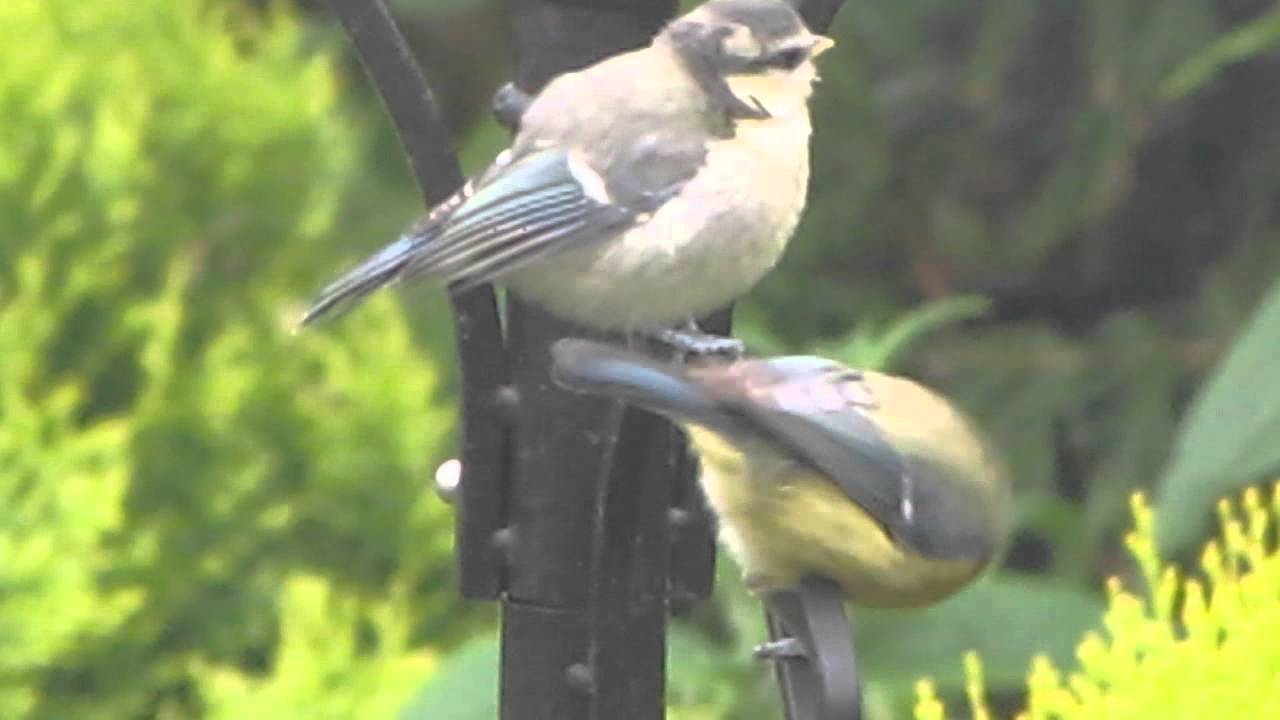 Blue Tit chick feeding Birds by Sim Birder Twitcher - YouTube