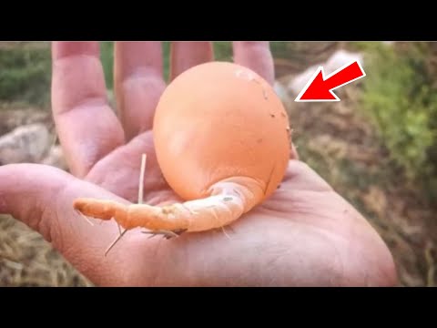 Tavuklar tuhaf yumurtalar bırakmaya başladı. Çiftçi yumurtayı kırdıktan sonra dehşet içinde çığlık