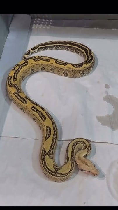 We scored on a small group of red tail python constrictors!! - YouTube