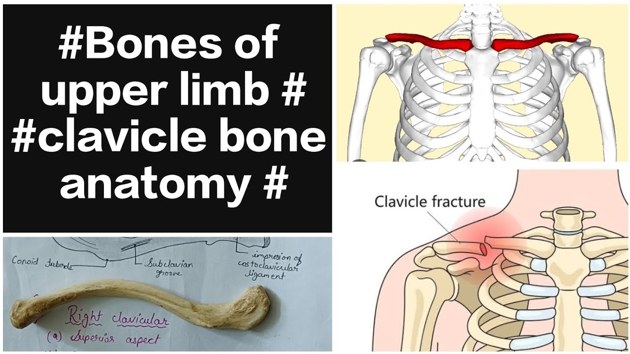 #Clavical bone anatomy # bones of upper limb## - YouTube