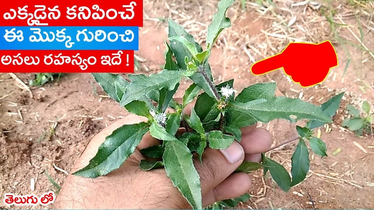 ఎక్కడైనా కనిపించే గుంటగలగర మొక్క గురించి అసలు రహస్యం ఇదే ! || About ...