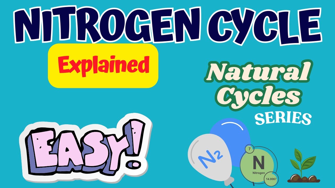 Nitrogen Cycle -Natural Cycles, Simple & Easy explanation#nitrogencycle ...