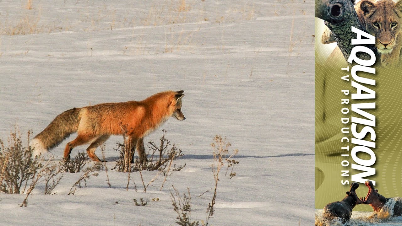 Red Fox stalking and hunting jumping to catch prey on Tundra | 4K ...