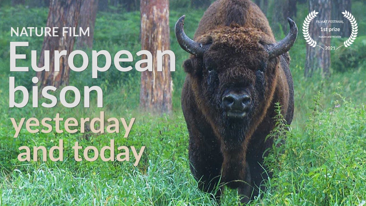 European Bison Bull