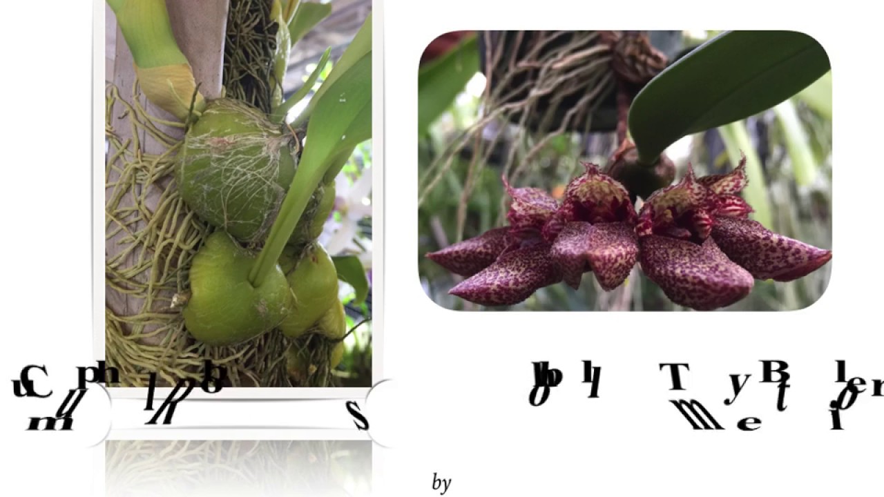 Bulbophyllum, The Root Climbers - YouTube
