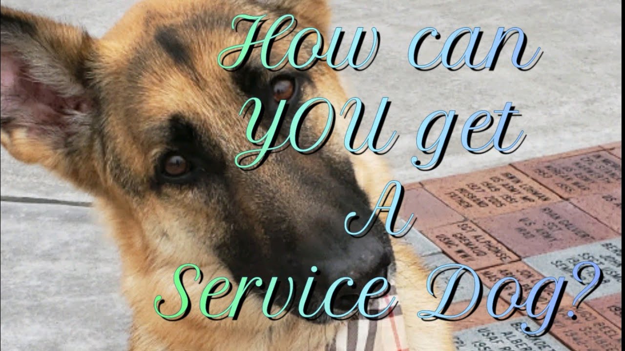 How YOU Can Get A Service Dog YouTube how-you-can-get-a-service-dog-youtube