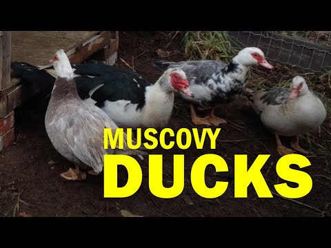 Ating Alamin: Native Ducks: Muscovy Ducks: BAI Tiaong - YouTube
