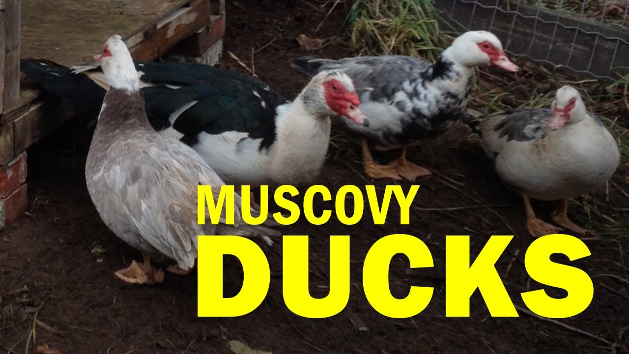 Native Ducks: Muscovy Ducks - YouTube