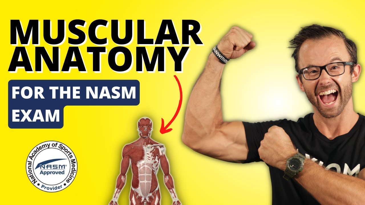 How To Memorize The Muscles For The NASM-CPT Exam || NASM-CPT Study ...