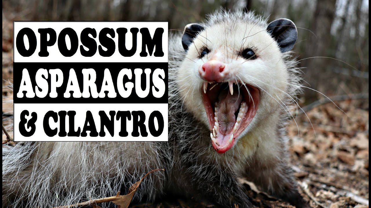 OPOSSUM, ASPARAGUS, & CILANTRO (NOT a Catch, Clean & Cook) - YouTube