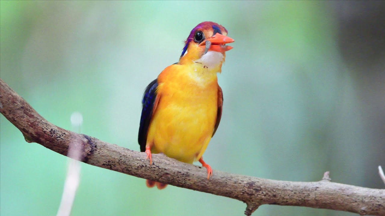 Black backed Kingfíher Videoclip 3 - YouTube