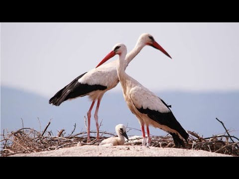 This 25-Year-Long And Counting Stork Saga Will Restore Your Faith In ...