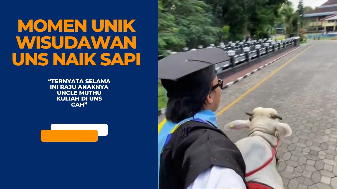 Momen Unik Wisudawan Naik Sapi, Netizen Malah Teringat Raju - YouTube