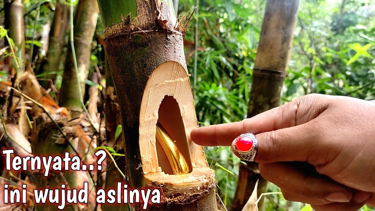 Penarikan pusaka Wesi kuning asli dalam bambu angker..!! - YouTube