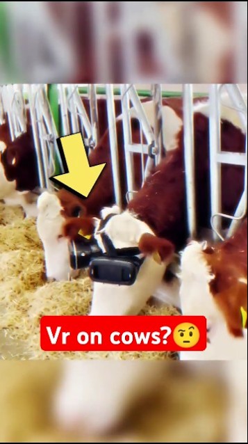 cows using vr headset 🐄 #facts #shorts - YouTube