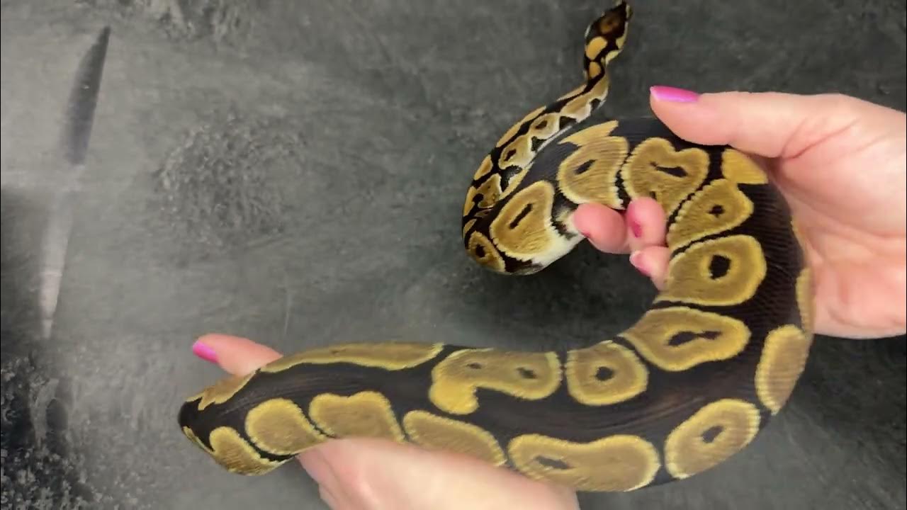 100% het VPI Axanthic 50% het Hypo / Tri-Stripe / Piebald - Ball Python ...