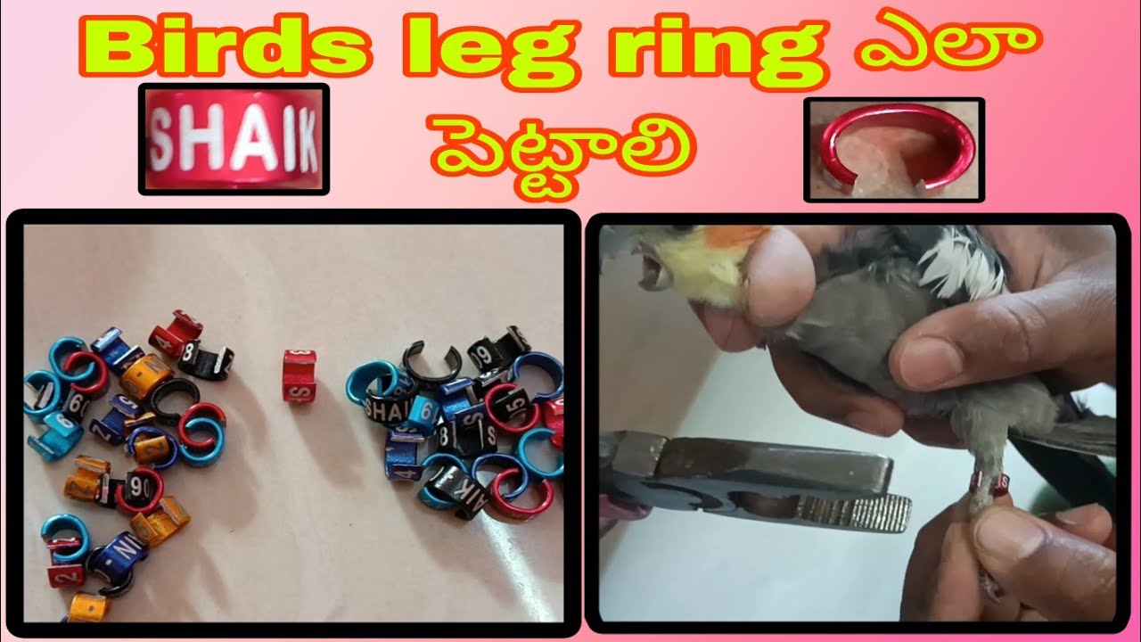 Birds leg ring ఎలా పెట్టాలి # how to put a ring on your birds# cocktail ...