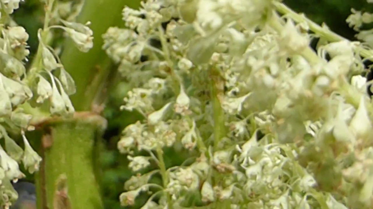 Rhubarb flower - Rheum - Rabarbari - Matjurt - Hvít blóm - Blómstrandi ...