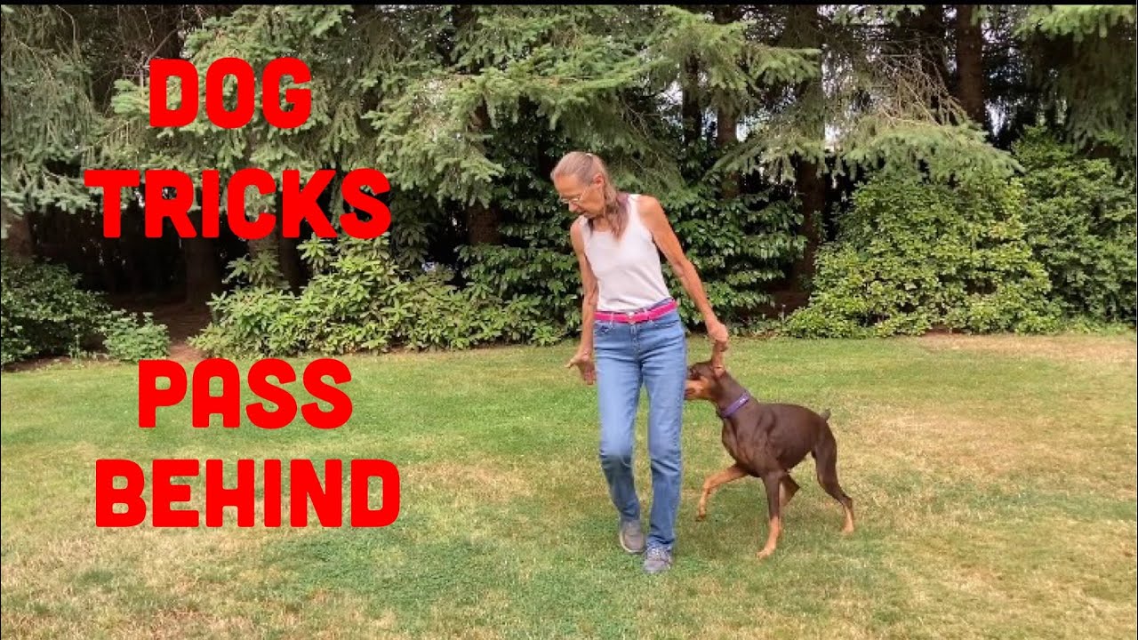 How to Train Your Dog to Pass Behind You - YouTube