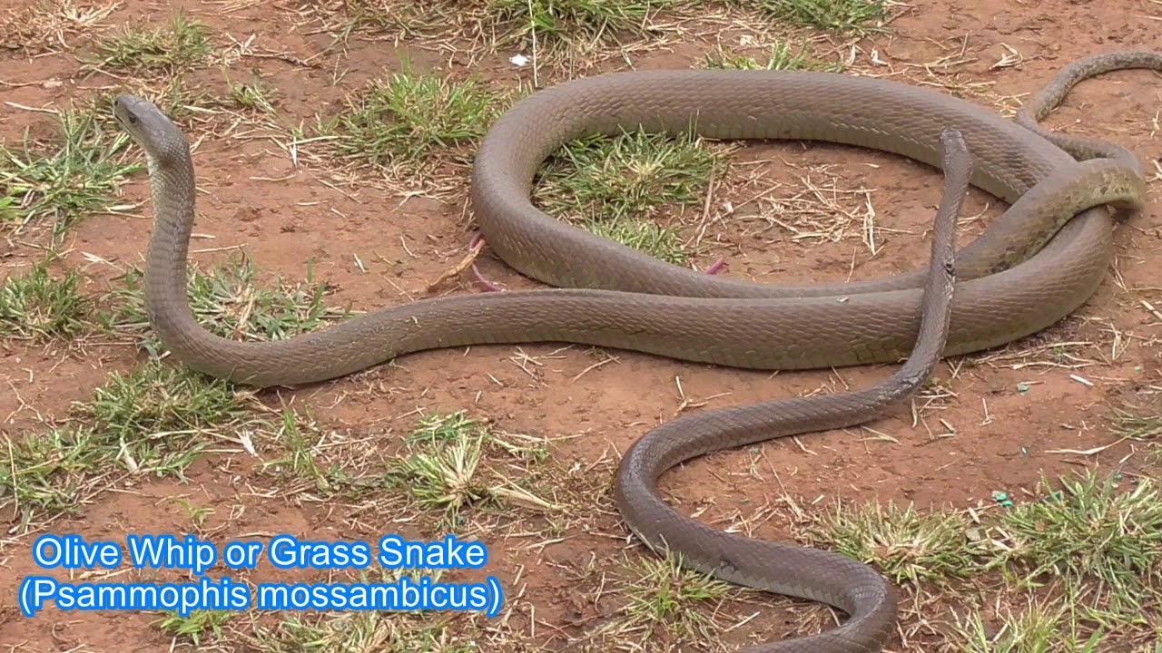 Deadly Black Mamba vs Olive Whip/Grass Snake Comparison - 14 April 2019 ...